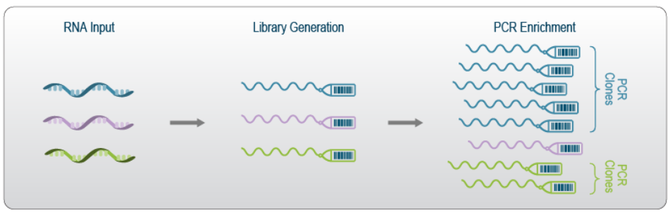 What are Unique Molecular Identifiers (UMIs)?