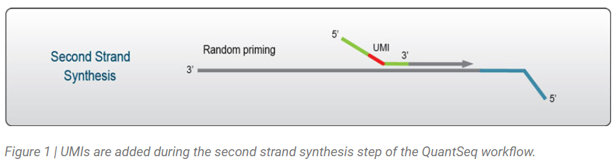 How can I add UMIs to my QuantSeq libraries?