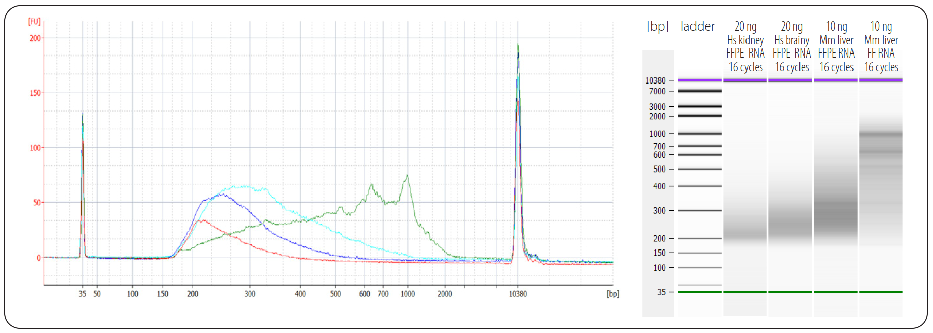 What is the typical library size distribution for QuantSeq FFPE libraries?